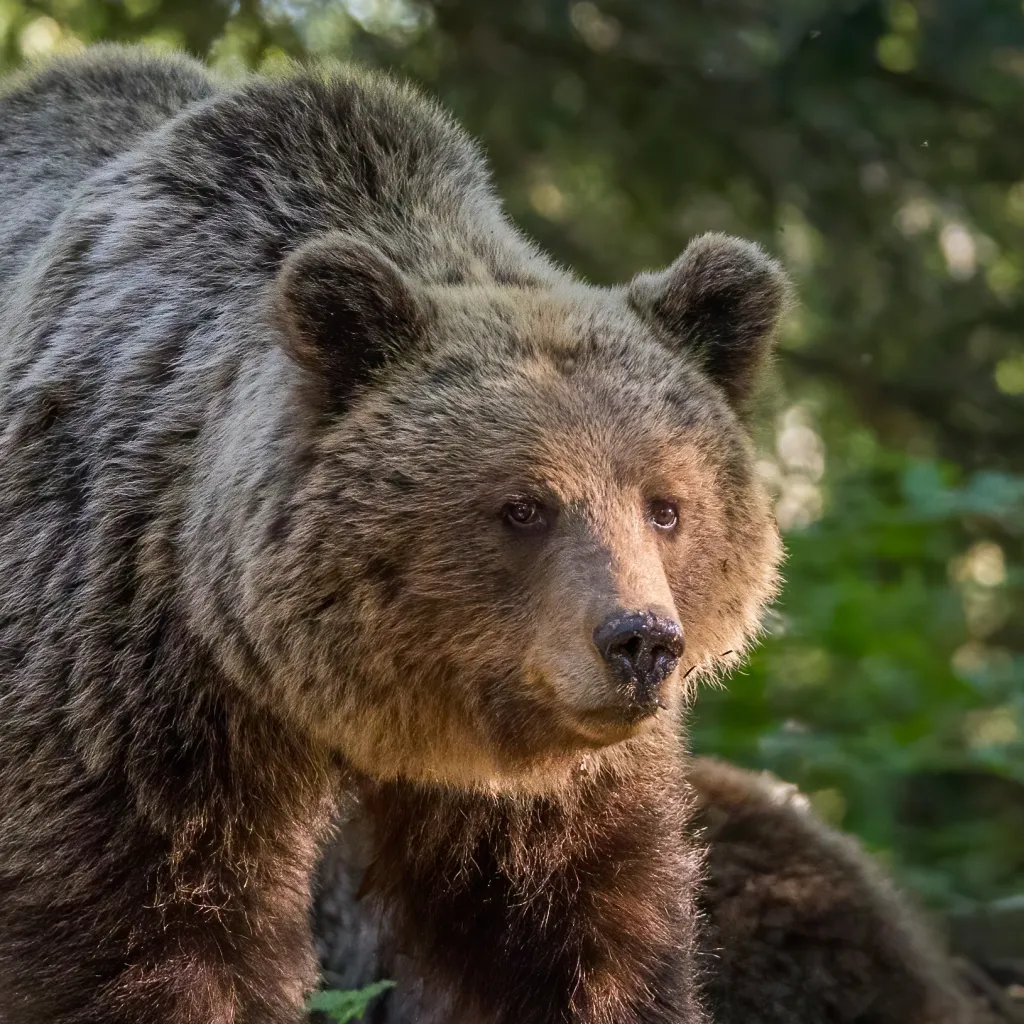 Chat with Brown Bear - text or voice, Enjoy AI Chat Free & Safe